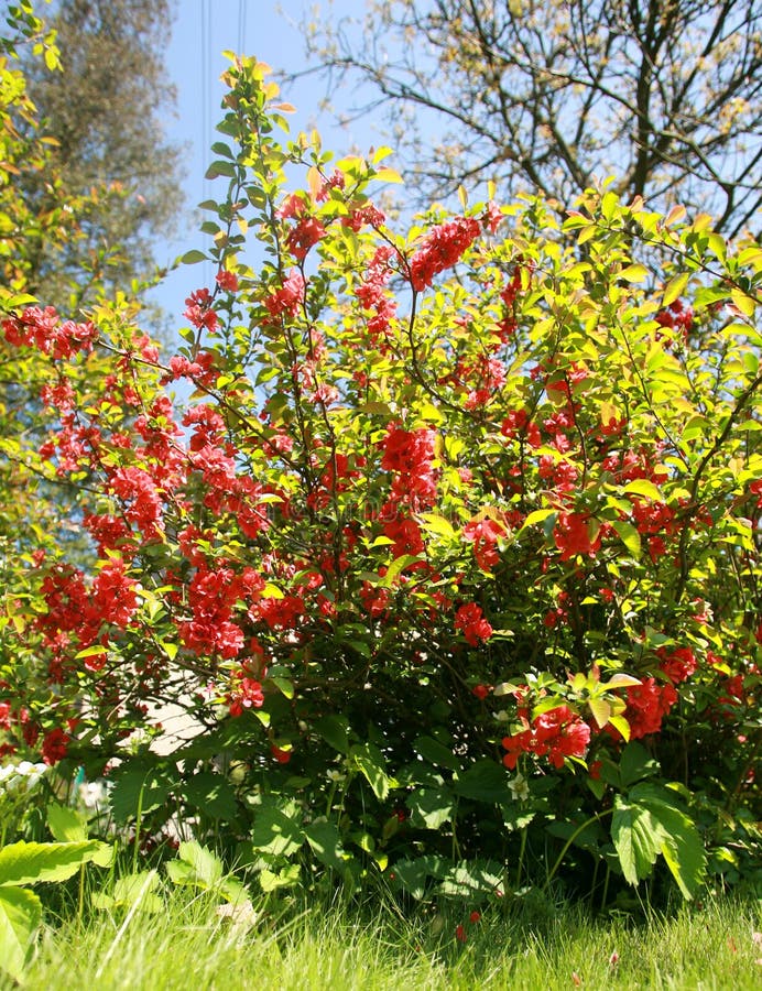 Bush stock image. Image of gardening, blooming, outdoors - 5155299