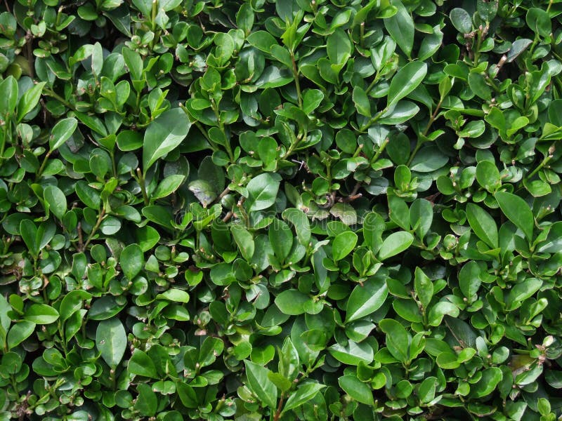 Bush stock image. Image of bush, background, plant, dark - 5755589