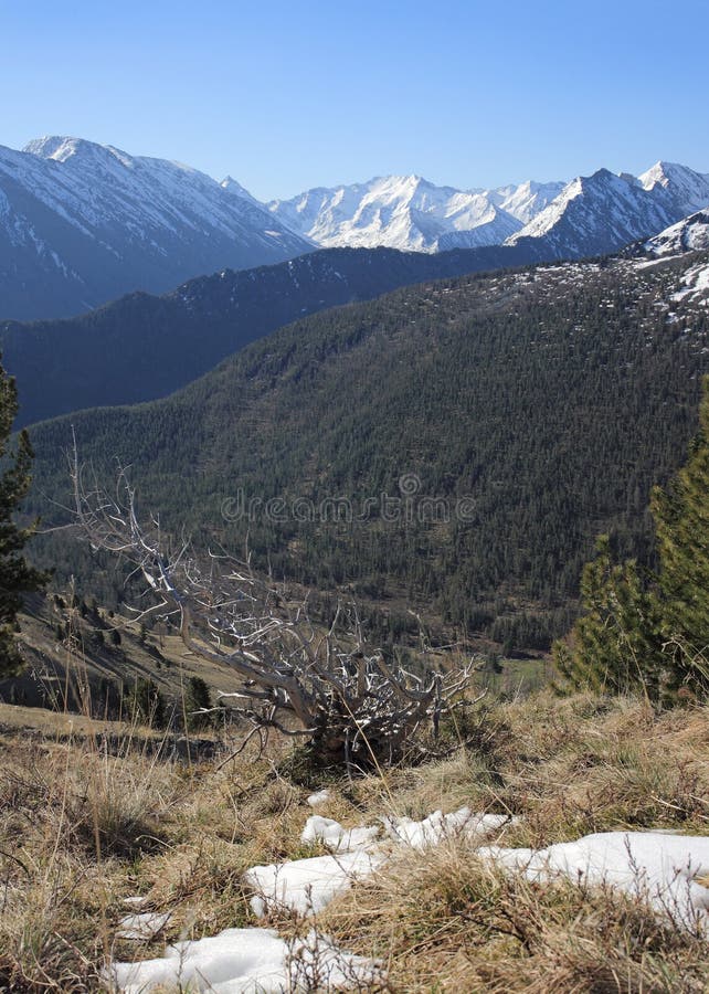 Bush. stock image. Image of katunskiy, bush, spring, russia - 9905751