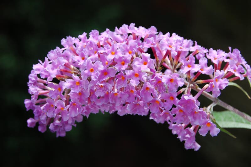 Bush Against Black Background Stock Image - Image of color, fragrant ...
