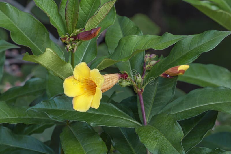 Bush Allamanda flower stock image. Image of bush, allamanda - 78820339