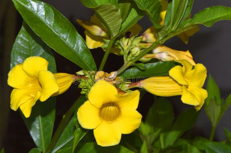 Bush Allamanda Schottii stock image. Image of flora, evergreen - 55917565