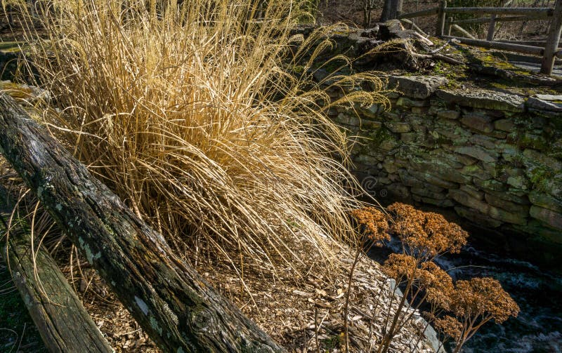 Bush Along River stock photo. Image of rock, grass, water - 68426260