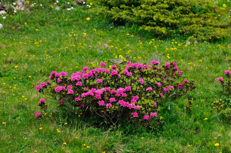 Alpenrose stock photo. Image of nature, shrub, rhododendron - 24515898