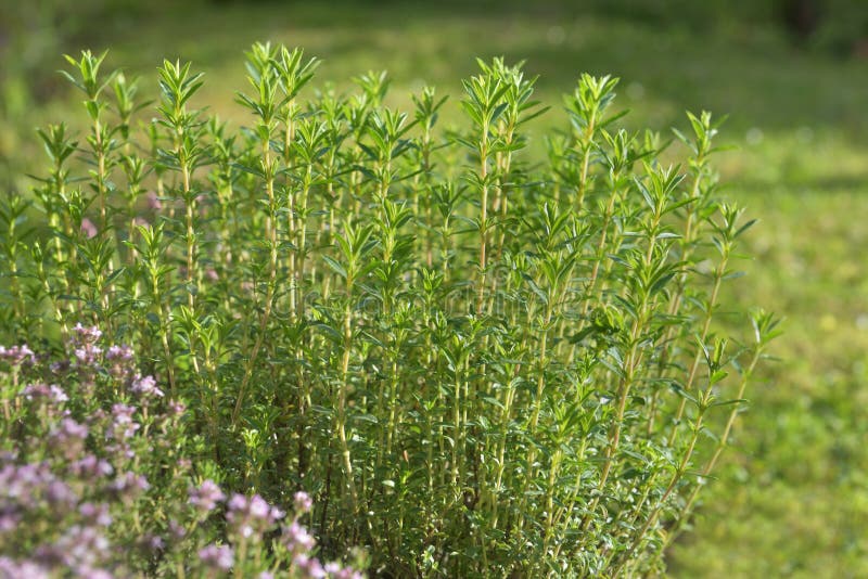 Bush of Aromatic Herb Growing in a Garden Stock Image - Image of savory ...
