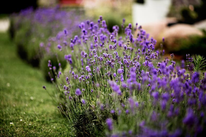 Levander stock photo. Image of flower, levander, purple - 90936084