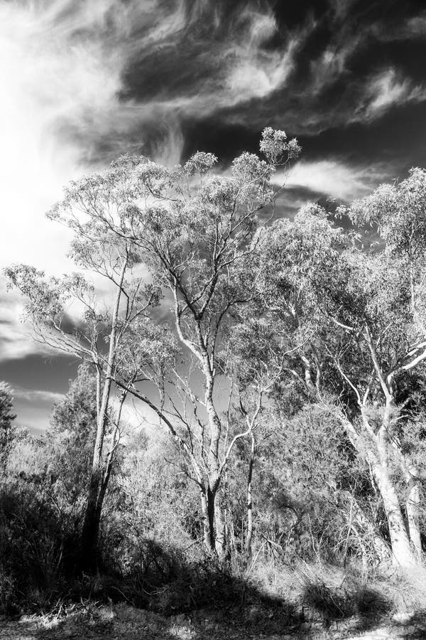 Bush stock image. Image of steppes, travel, wild, eucalyptus - 44967059