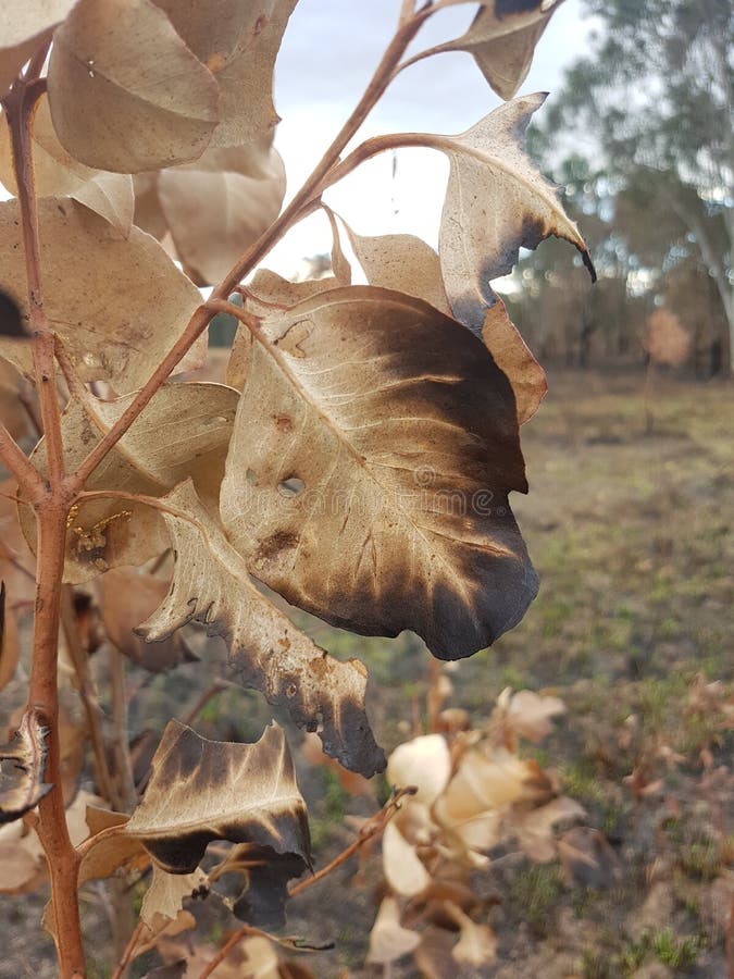 Burning leaf stock photo. Image of burnout, forest, australian - 100755988