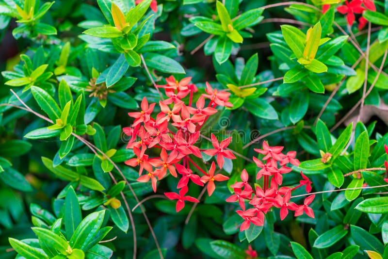 Beau Buisson Avec Les Fleurs Exotiques Rouges Photo stock - Image du ...