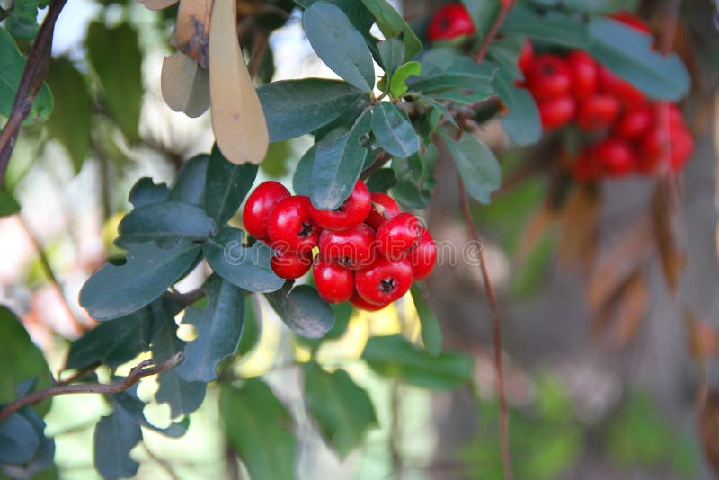 Baies Rouges De Buisson Ornemental Photo stock - Image du rouge ...