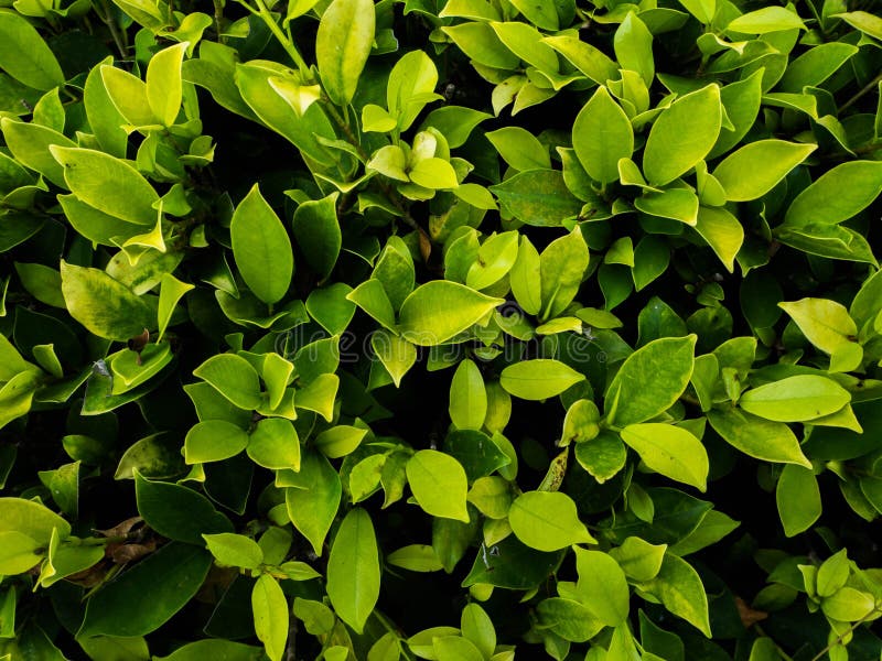 Bush background stock image. Image of green, bush, pattern - 91463077