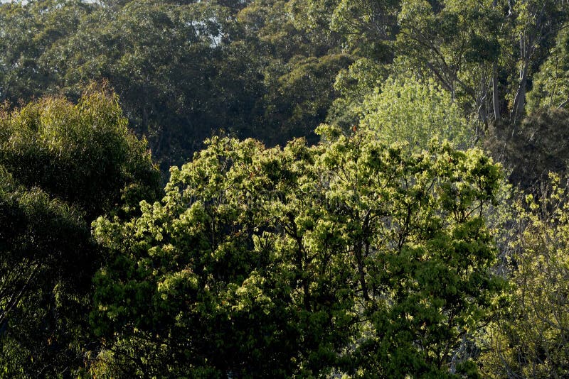 Bush Background Green Trees and Shrubs. Australian Stock Image - Image ...
