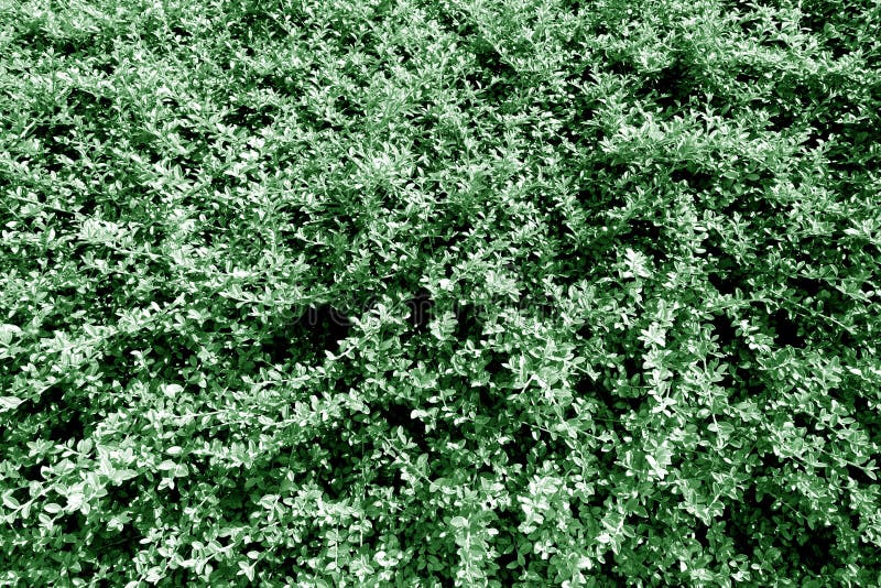 Bush Background Pattern in Green Color Stock Image - Image of bright ...