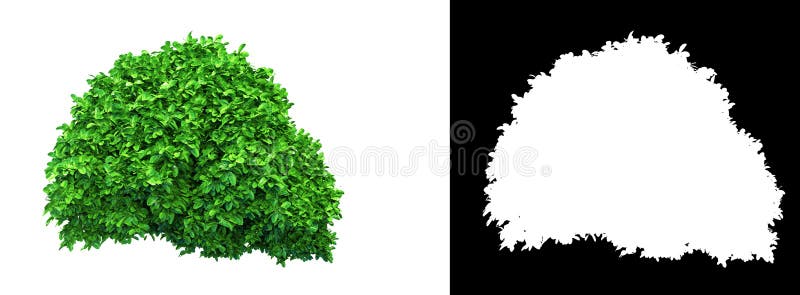 Bush Basil 3d Render Isolated Over White with Alpha Channel Stock ...