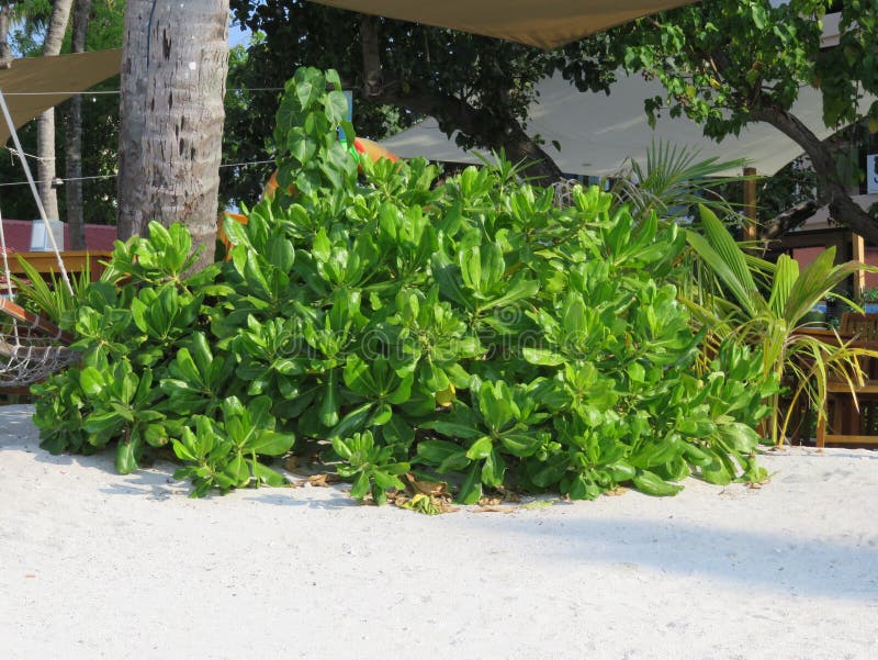 White sand paradise. stock photo. Image of seashore, sand - 91920628