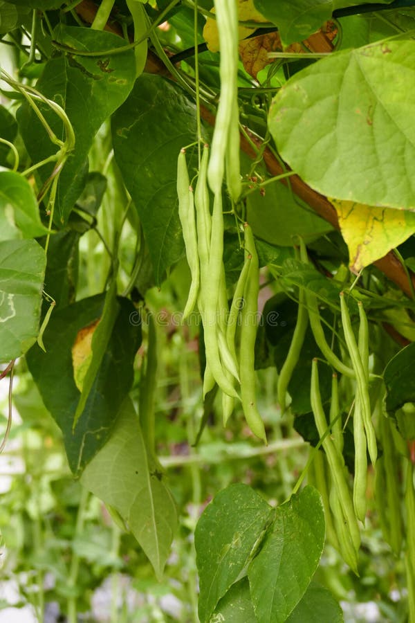 Bush Bean Growing in the Agricultural Farm Stock Image - Image of ...