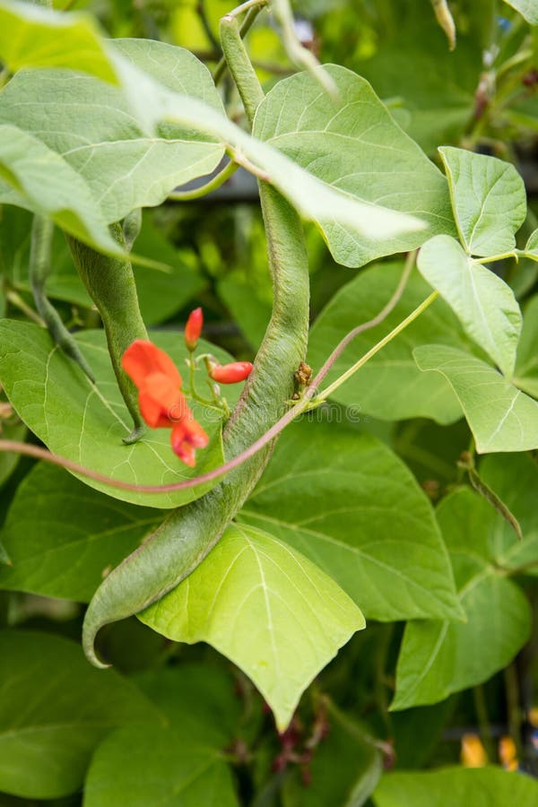 Bush beans are blooming stock photo. Image of gardening - 75227464