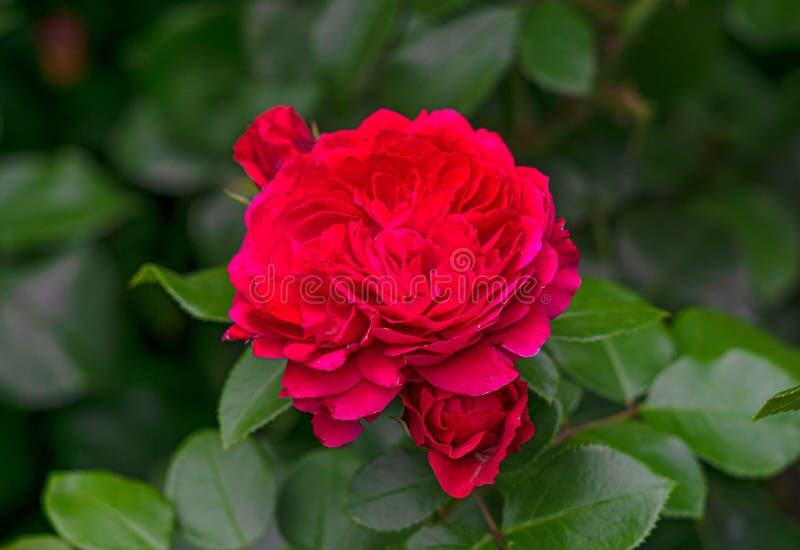 Bush with Beautiful Buds of Red Roses in the Garden. Stock Image ...