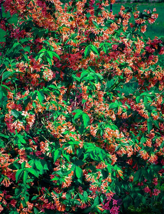 A Bush with Beautiful Red Flowers Stock Photo - Image of gardening ...