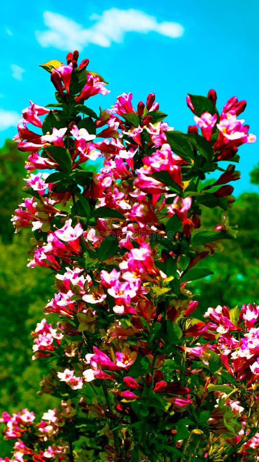 A Bush with Beautiful Red Flowers Stock Image - Image of foliage ...