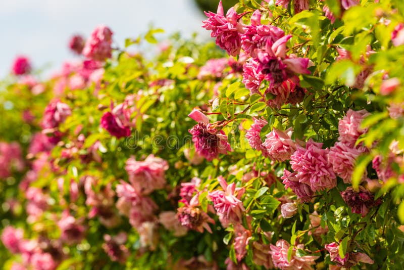 Bush of Beautiful Roses in a Garden Stock Image - Image of blooming ...