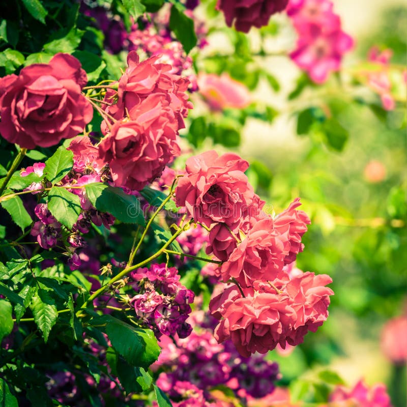 Bush of Beautiful Roses in a Garden Stock Photo - Image of spring ...