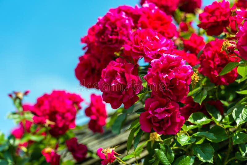 Bush of Beautiful Roses in a Garden Stock Photo - Image of blooming ...