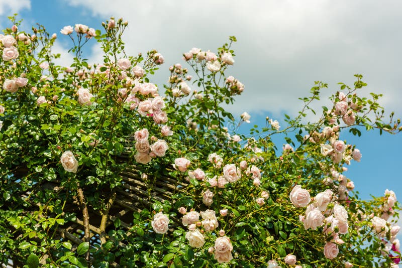 Bush of Beautiful Roses in a Garden Stock Image - Image of blooming ...