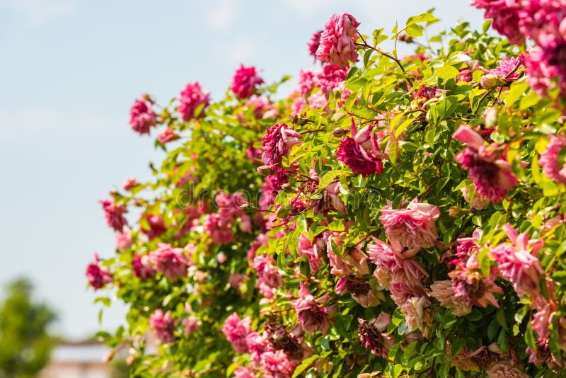 Bush of Beautiful Roses in a Garden Stock Image - Image of petal ...