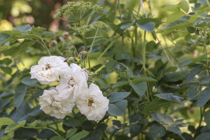 .a Bush with Beautiful White Rose Flowers Photographed from a Close ...
