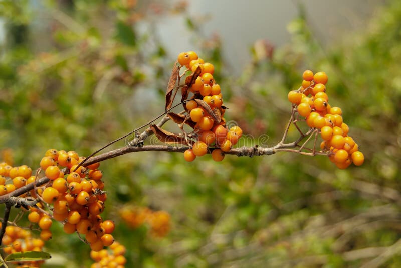 Bush berries stock image. Image of season, warm, berries - 15438585