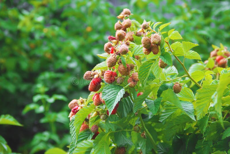 A bush of a big raspberry. stock photo. Image of plant - 120421344