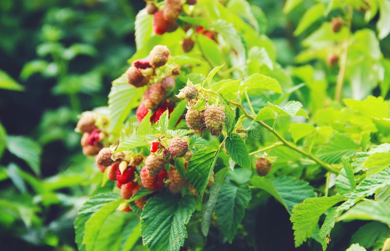Raspberry Plants stock image. Image of farm, agricultural - 41932105