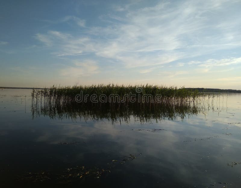 Bush in the big river stock photo. Image of river, sumer - 157286314