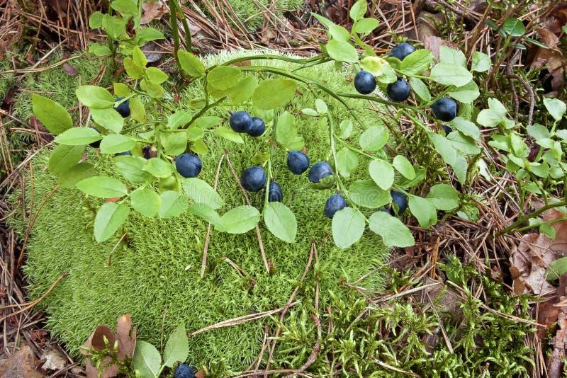 Bush of Bilberry in the Forest Stock Image - Image of fresh, leaf: 30837537