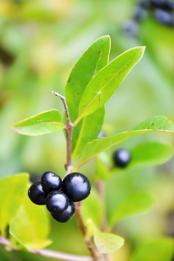 Black berries stock photo. Image of fruit, holler, elder - 3052408
