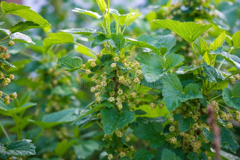 Bush of Black Currant with Flowers in Spring Garden Stock Photo - Image ...