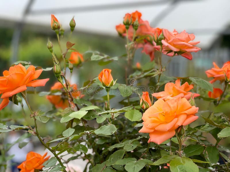 Bush of Bloomed Orange Roses in a Garden Outdoors Stock Image - Image ...