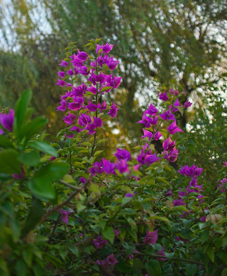 Bush Blooming with Abundance of Small Pink Flowers Stock Photo - Image ...