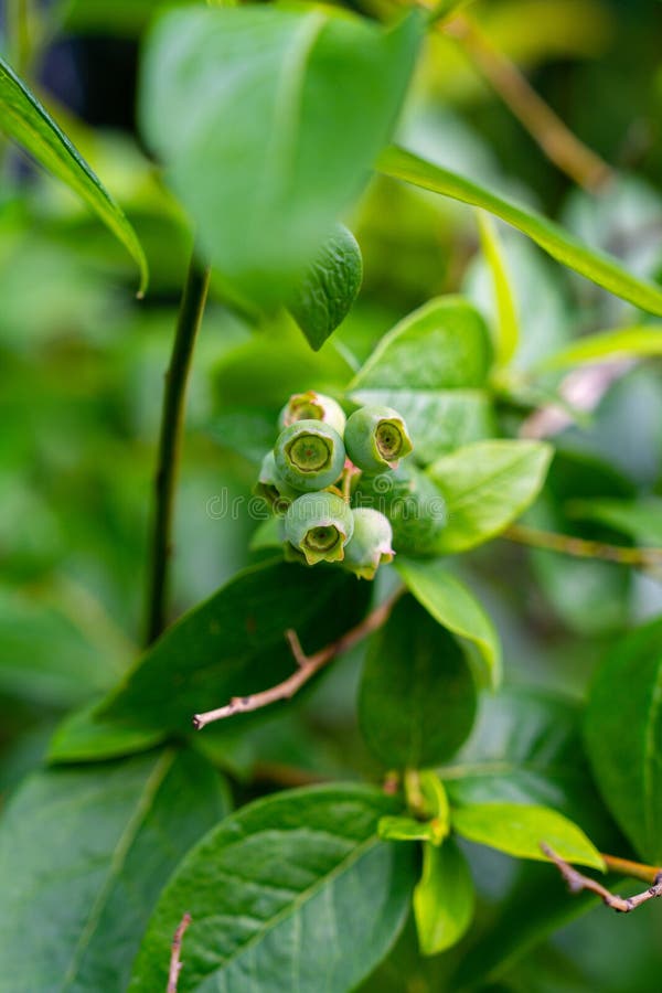 A Bush of Blooming Blueberries in Spring Stock Photo - Image of tree ...