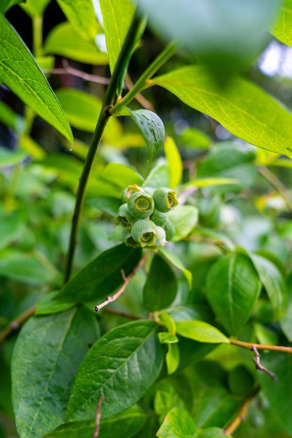 A Bush of Blooming Blueberries in Spring Stock Photo - Image of green ...
