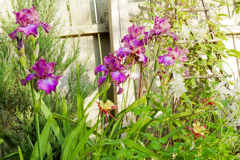 Bush blooming iris garden stock photo. Image of park - 48020558