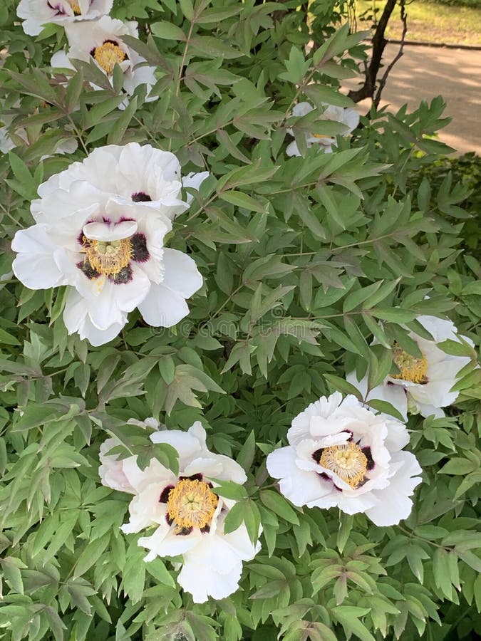 Bush of Blooming White Tree-shaped Chinese Peonies with Patterned ...