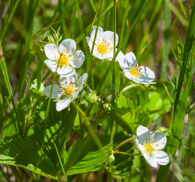 A Bush of Blooming Wild Strawberries in a Clearing Stock Image - Image ...