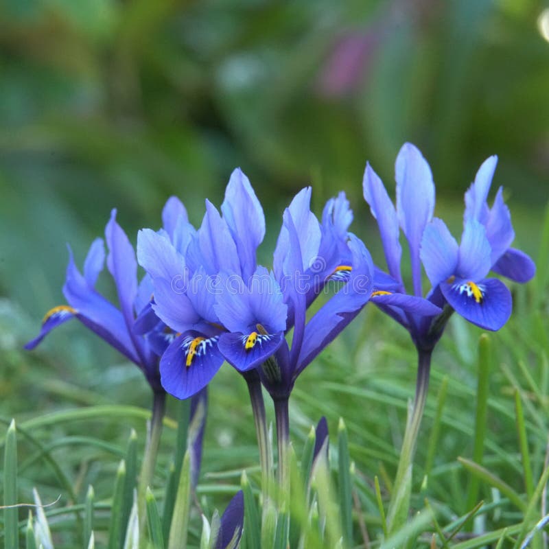 Bush of Blossom Iris in the Wild Forest Stock Photo - Image of closeup ...