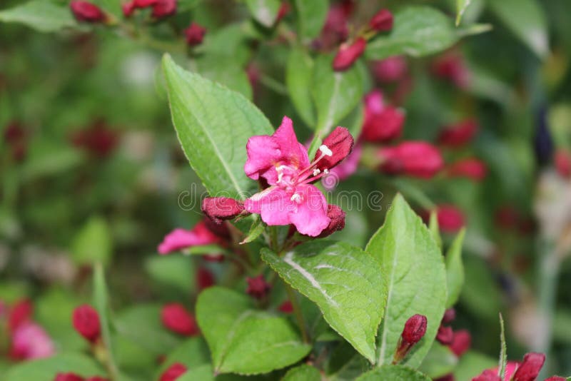 The Bush Blossomed with Pink Fragrant Small Flowers. Stock Image ...