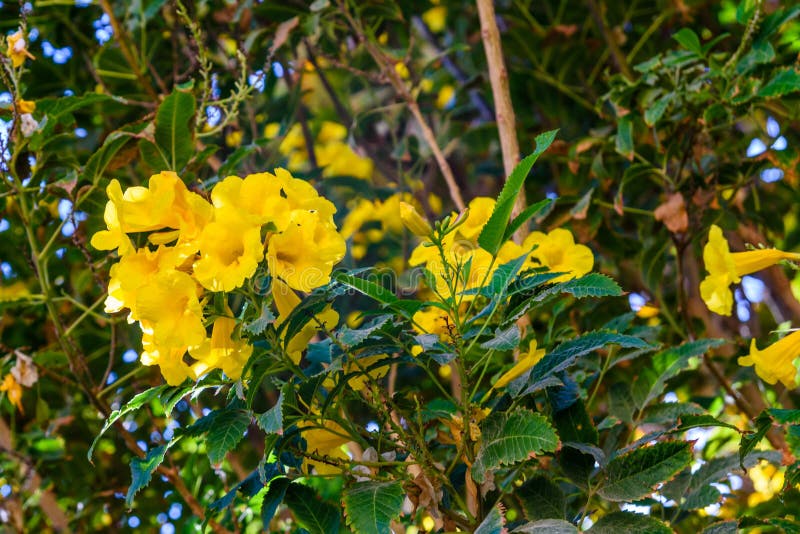 Ginger-thomas stock image. Image of gingerthomas, leaves - 131479499