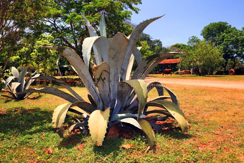 Blue Agave plant stock image. Image of bloom, dessert - 49755787