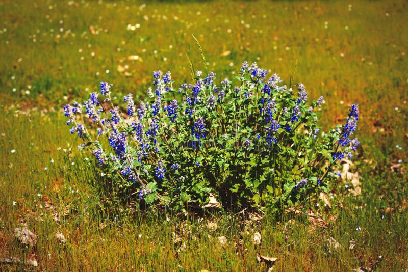 Bush blue wild flowers stock photo. Image of flower, wild - 71116500