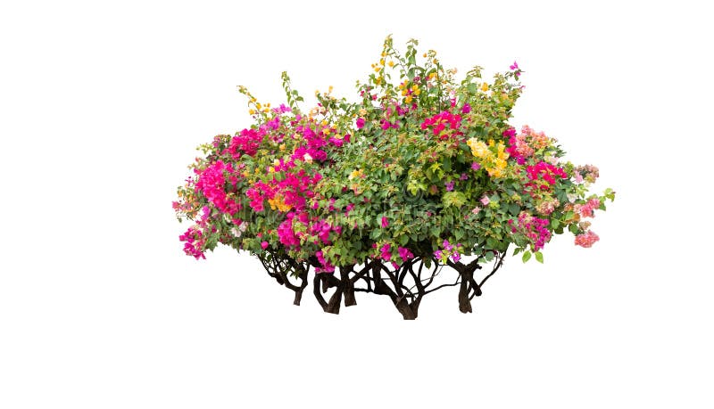 Bush of Bougainvillea with on Isolated White Background . Stock Photo ...
